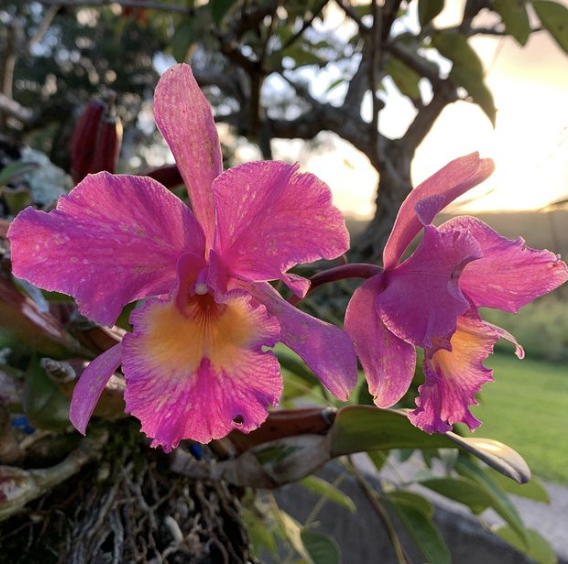 The Kampong, National Tropical Botanical Garden reviews, photos ...