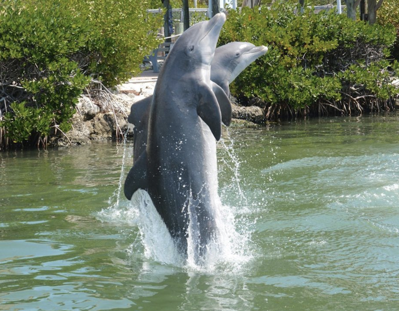 Dolphin Research Center Photos - GayCities Key West